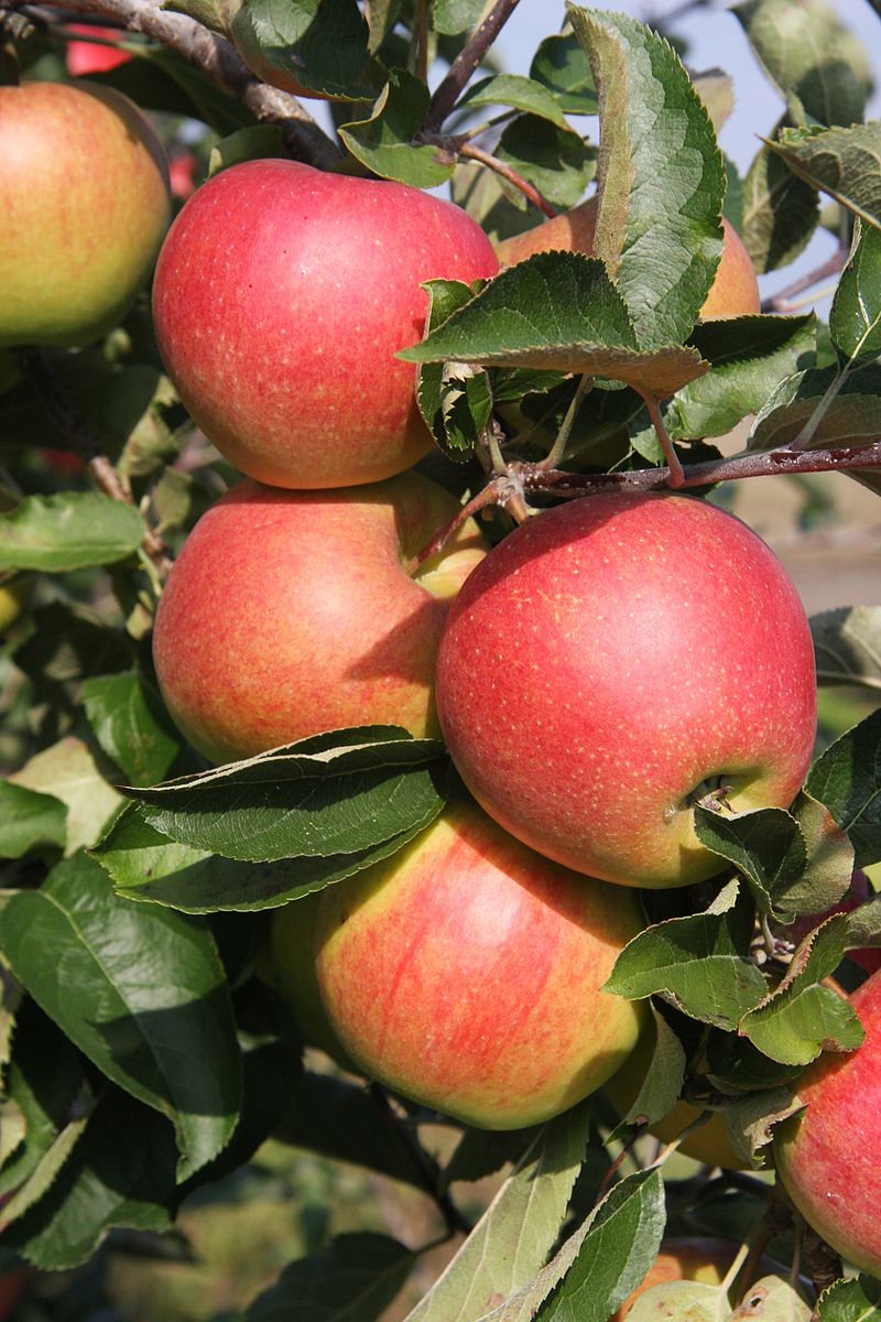 Jonagold Apple – Golden Bough Tree Farm