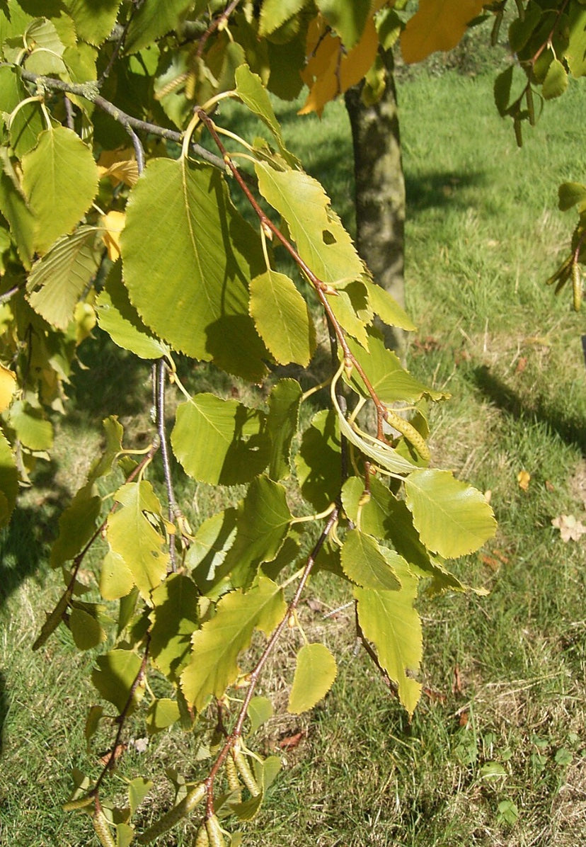 Sweet Birch – Golden Bough Tree Farm