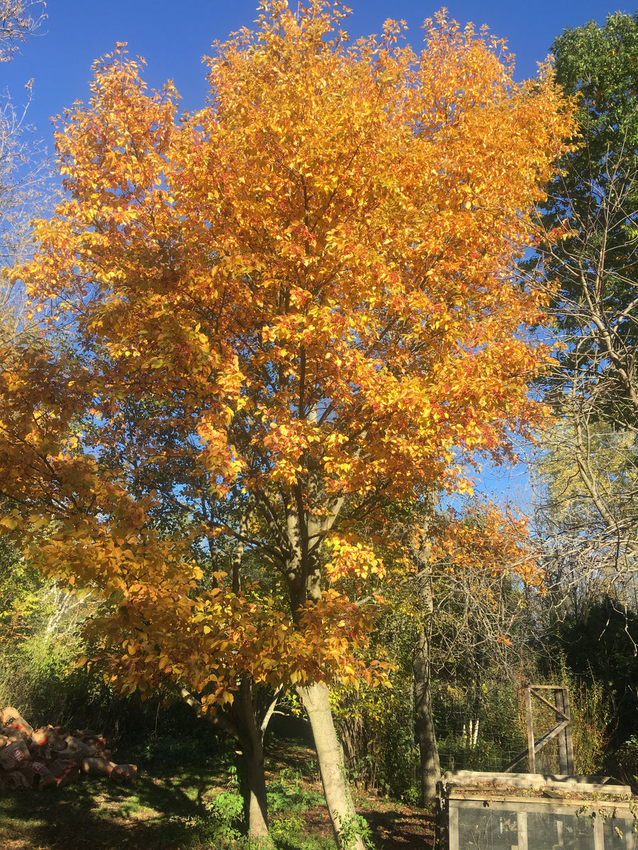 Korean Mountain Ash – Golden Bough Tree Farm