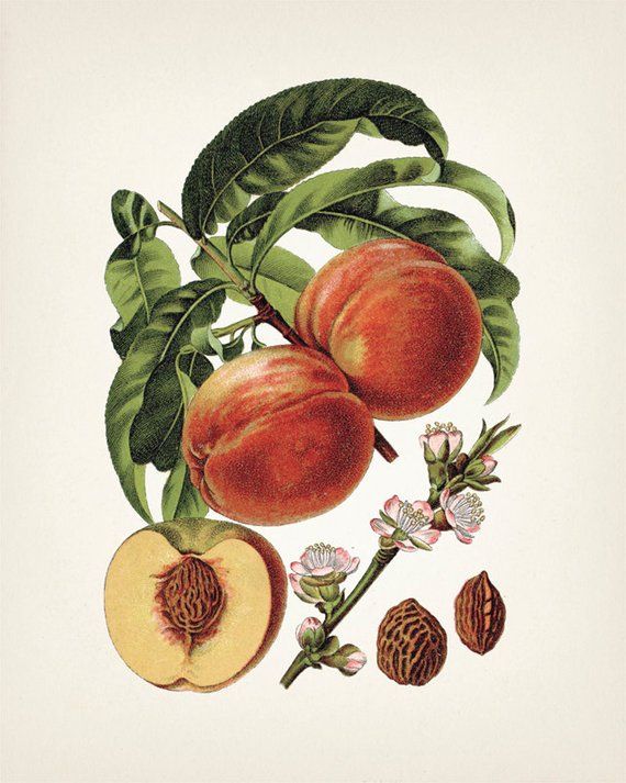 Northern Peach – Golden Bough Tree Farm