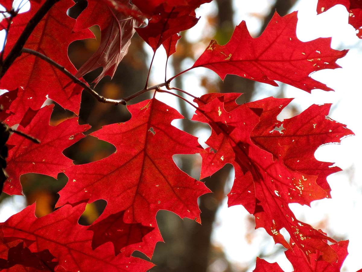 Red Oak – Golden Bough Tree Farm
