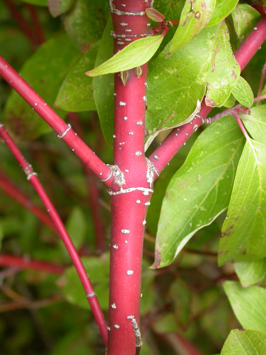Red Osier Dogwood – Golden Bough Tree Farm