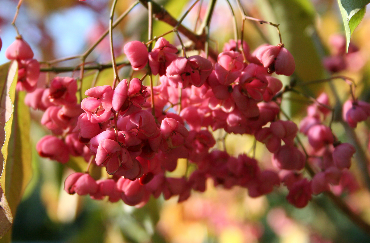 Hamilton Spindle – Golden Bough Tree Farm