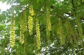 Chinese Wingnut – Golden Bough Tree Farm