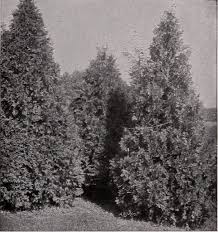 Pyramidal White Cedar – Golden Bough Tree Farm